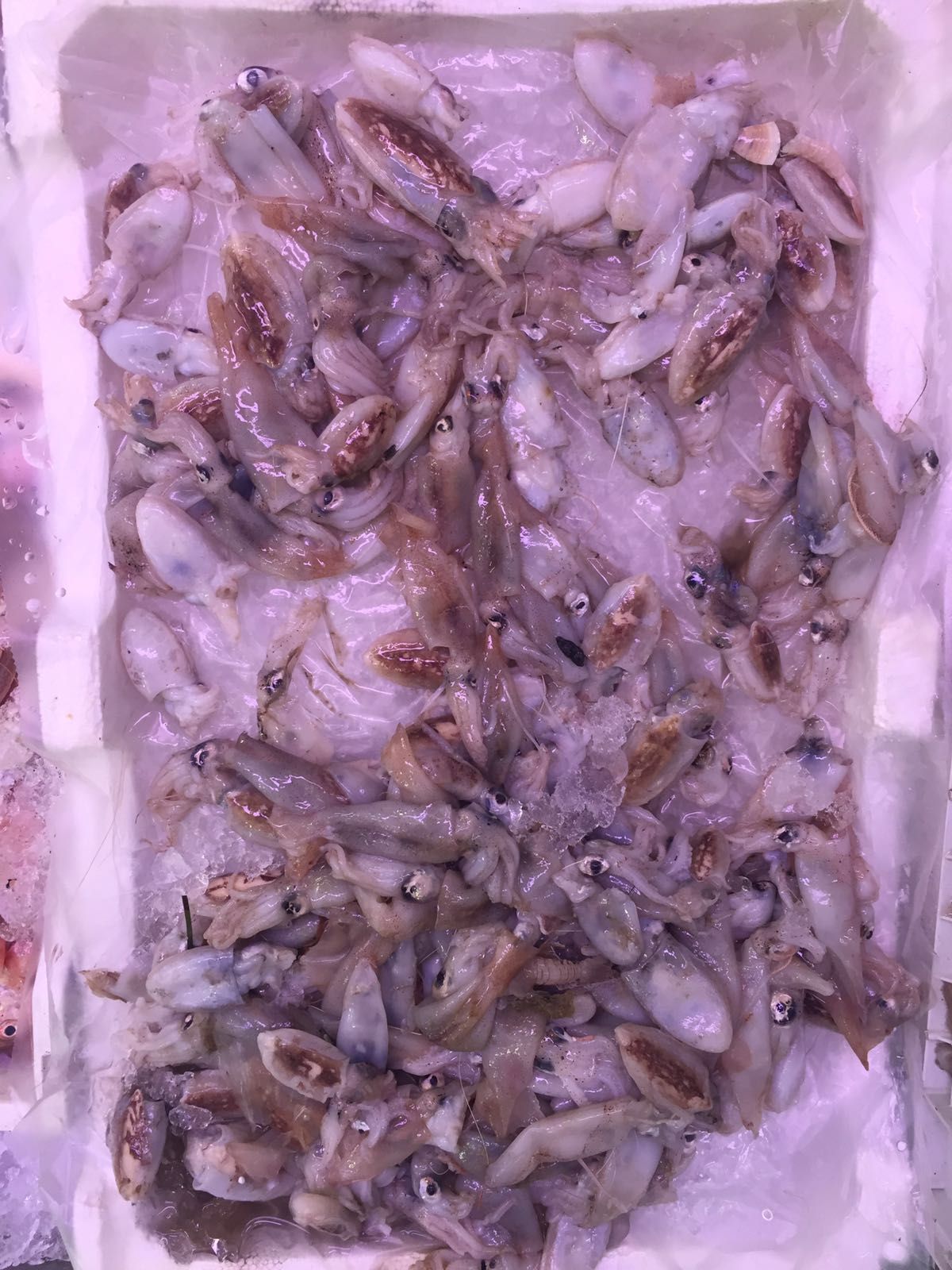 Andiamo al Mercato del Pesce - Blue Food: Green Future?