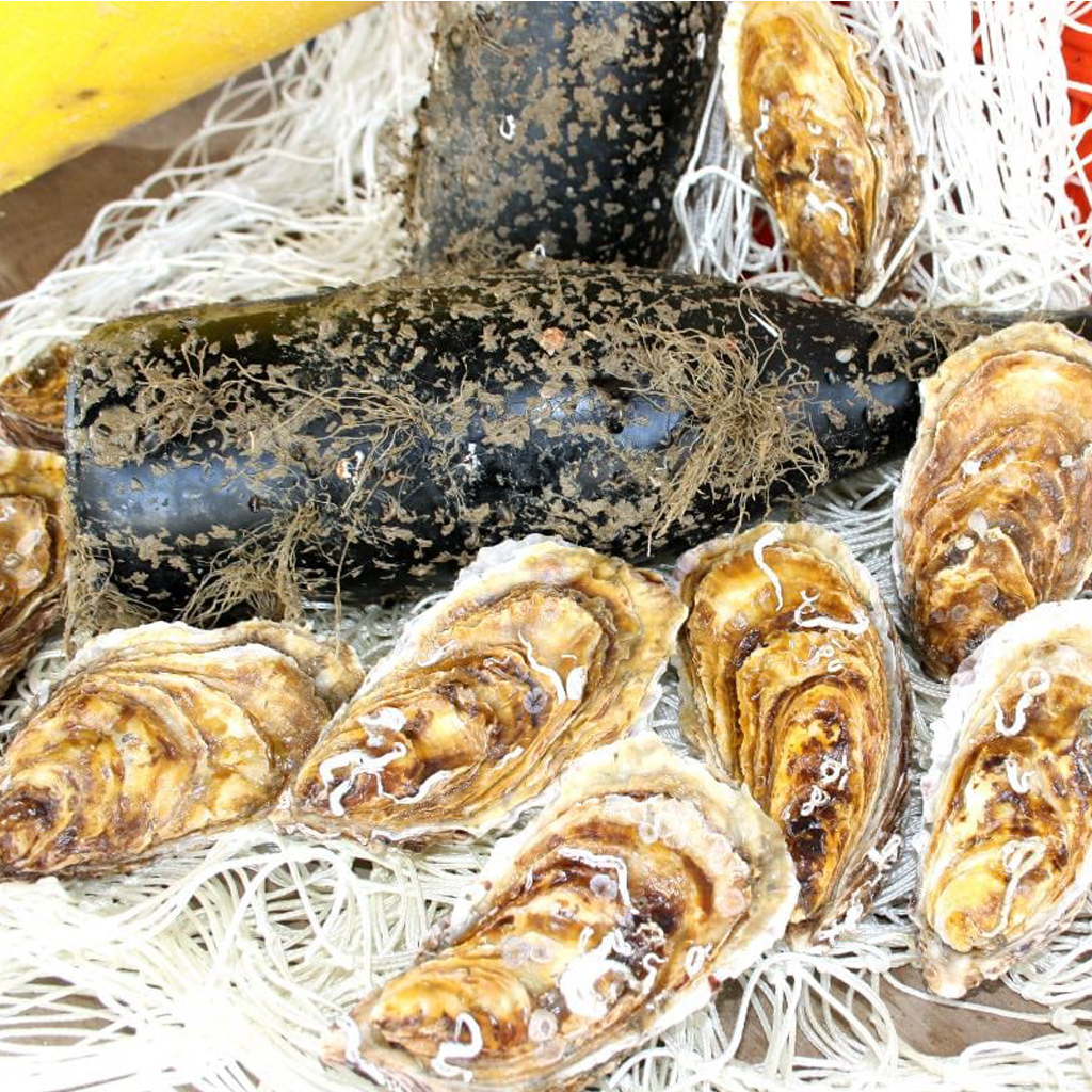 La storia dell’Ostrica d’Oro di Goro nel Delta del Po - Blue Food ...