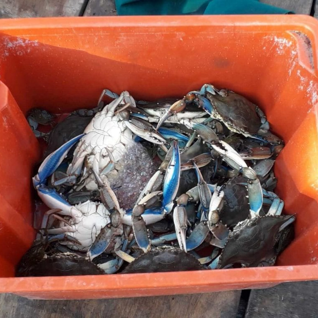Il granchio reale blu prolifera indisturbato nella laguna di Venezia ...