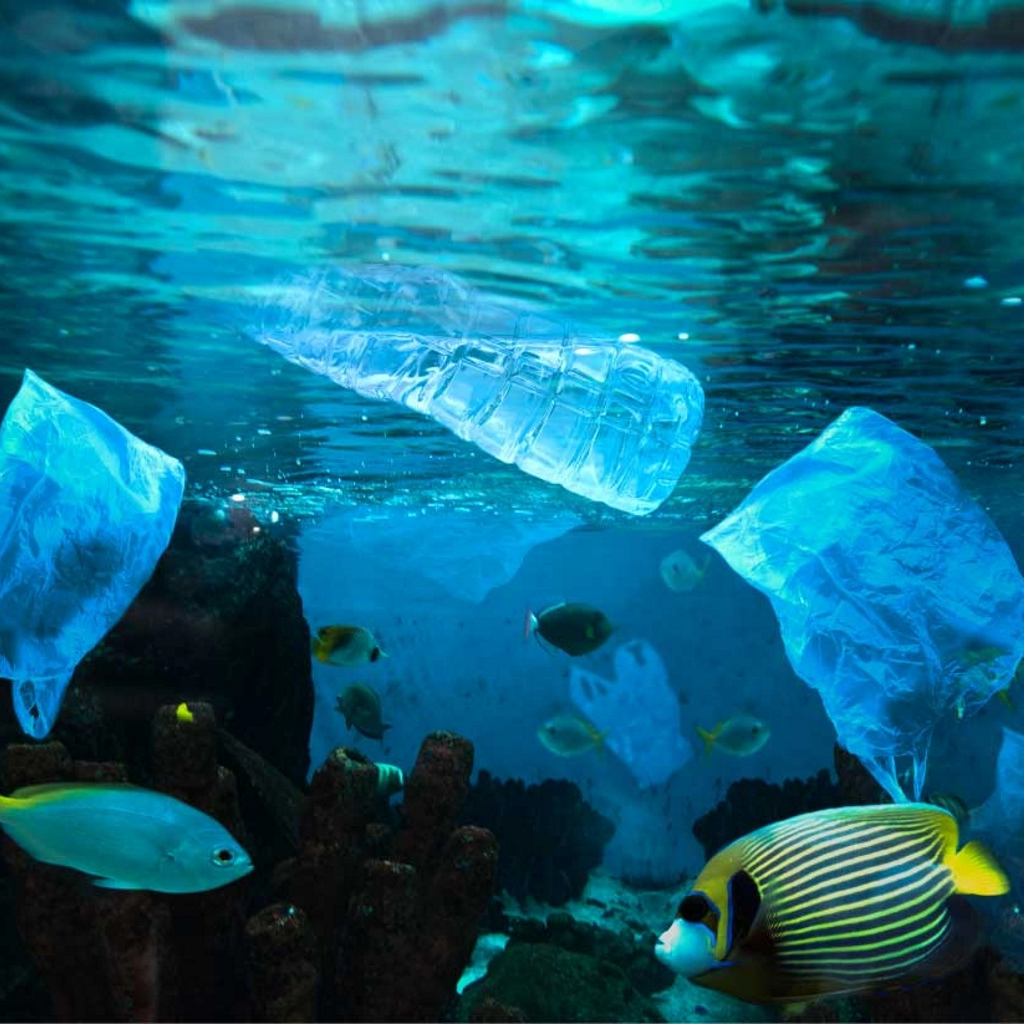 GreenPeace: fermiamo l'inquinamento da plastica! - Blue Food: Green Future?